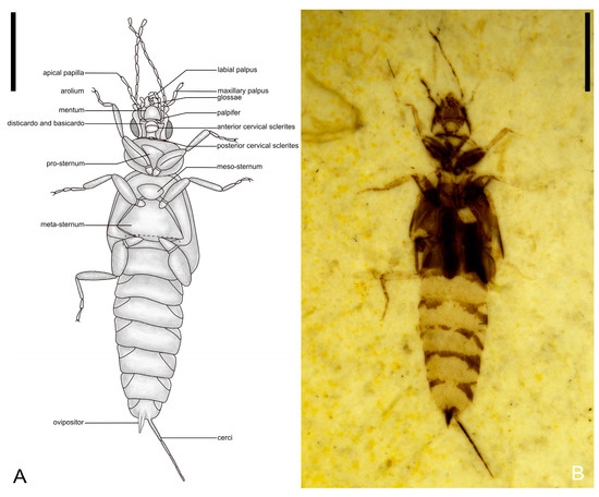 New Earwigs from the Middle Jurassic Jiulongshan Formation of ...