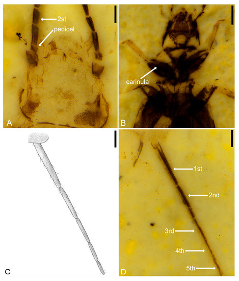 New Earwigs from the Middle Jurassic Jiulongshan Formation of ...