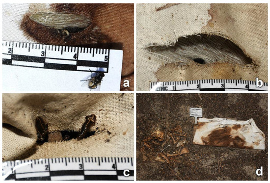 Insects | Free Full-Text | Qualitative Analyses of Textile Damage (Cuts ...