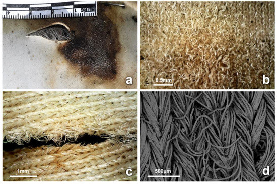 Insects | Free Full-Text | Qualitative Analyses of Textile Damage (Cuts ...