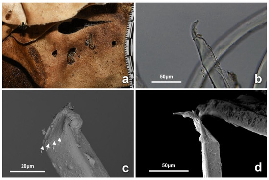 Insects | Free Full-Text | Qualitative Analyses of Textile Damage (Cuts ...