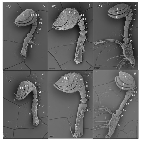 Insects | Free Full-Text | Characterisation of Antennal Sensilla and ...