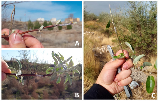 Field and Laboratory Observations on the Biology of Aceria ...