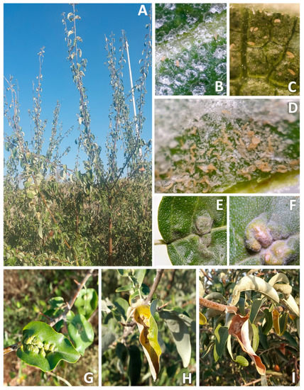 Field and Laboratory Observations on the Biology of Aceria ...