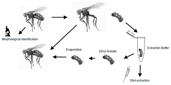 A New, Non-Invasive Methodology for the Molecular Identification of ...