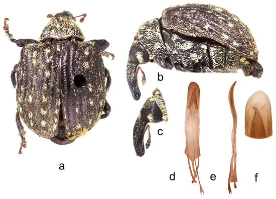 A Taxonomic Revision of the Genus Cionus (Coleoptera, Curculionidae) from the Oriental Region