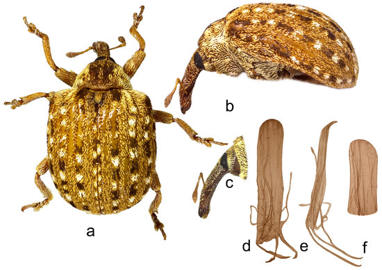 A Taxonomic Revision of the Genus Cionus (Coleoptera, Curculionidae) from the Oriental Region