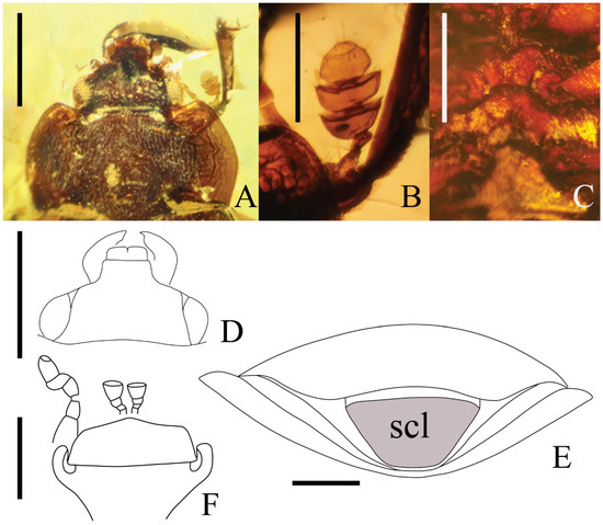 A New Subgenus of the Genus Phenolia (Coleoptera, Nitidulidae) from ...