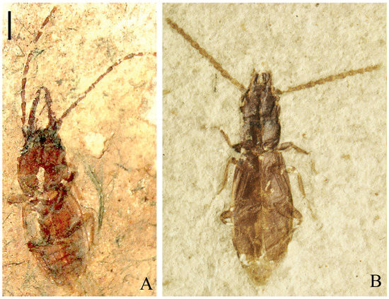 A New Subgenus of the Genus Phenolia (Coleoptera, Nitidulidae) from ...