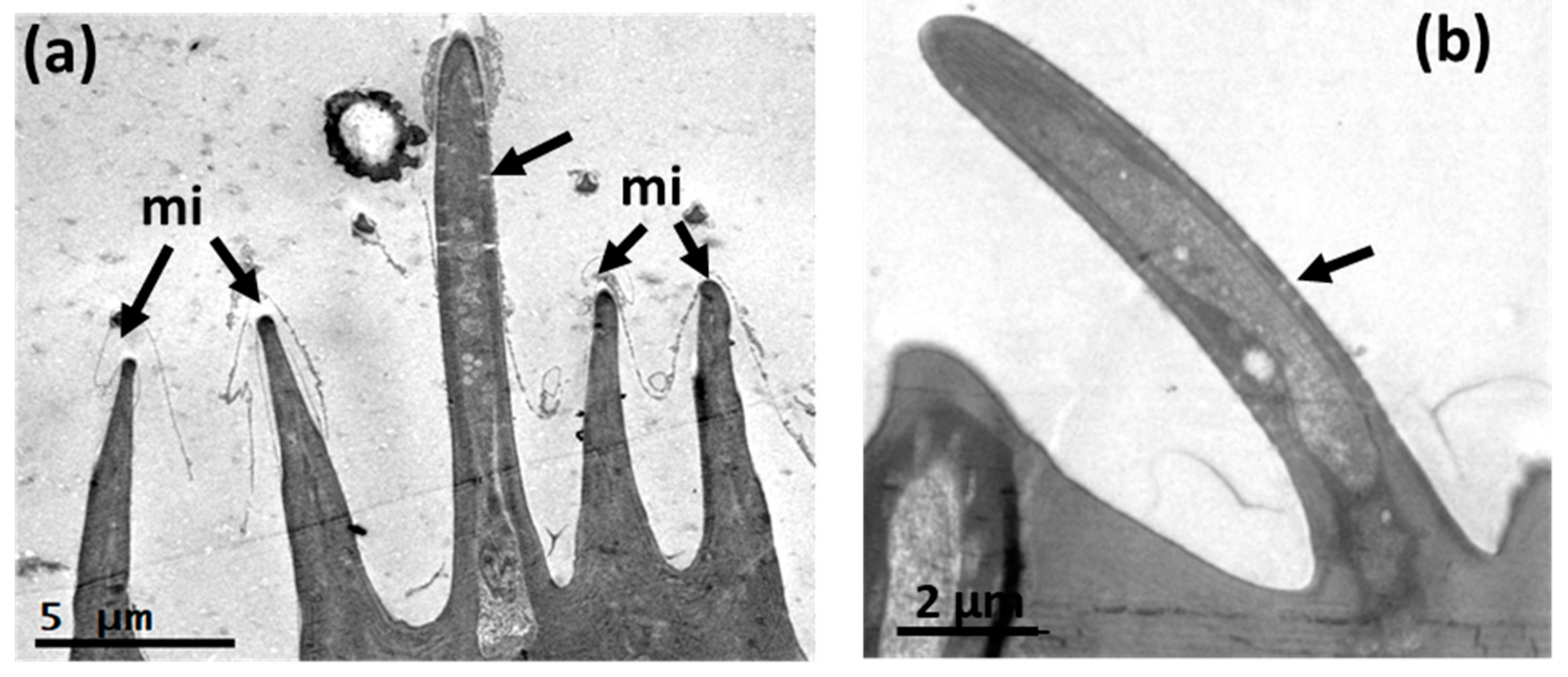 New Insights on Antennal Sensilla of Anastrepha ludens (Diptera ...