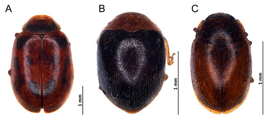 The Ladybird Beetles (Coleoptera: Coccinellidae) of La Palma