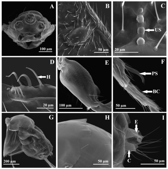 A New Species of Megastigmus and First Record of the Genus and ...