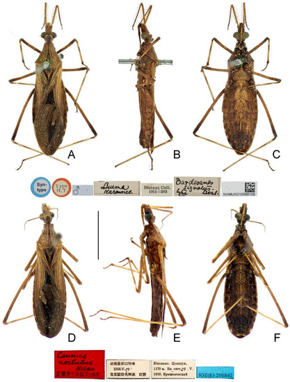 A Revision of the Genus Argolis (Hemiptera: Reduviidae: Stenopodainae ...