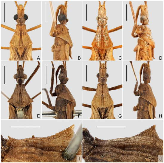 A Revision of the Genus Argolis (Hemiptera: Reduviidae: Stenopodainae ...