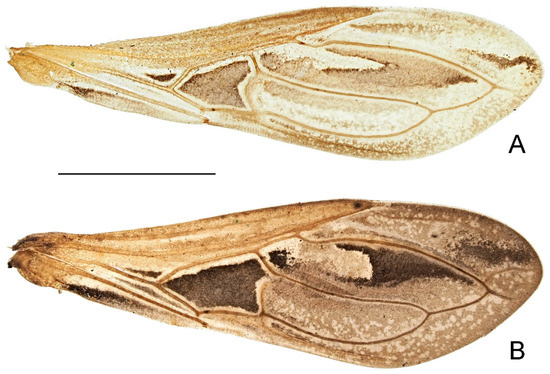 A Revision of the Genus Argolis (Hemiptera: Reduviidae: Stenopodainae ...