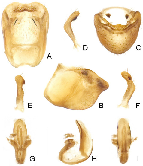 A Revision of the Genus Argolis (Hemiptera: Reduviidae: Stenopodainae ...