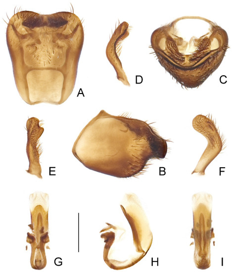 A Revision of the Genus Argolis (Hemiptera: Reduviidae: Stenopodainae ...