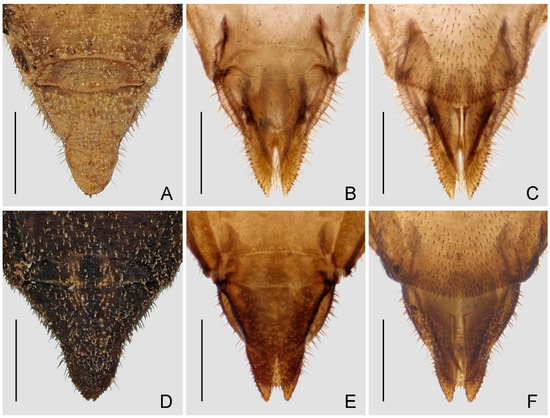 A Revision of the Genus Argolis (Hemiptera: Reduviidae: Stenopodainae ...