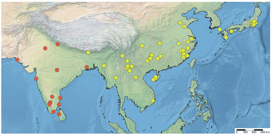 A Revision of the Genus Argolis (Hemiptera: Reduviidae: Stenopodainae ...