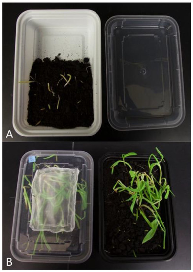 An Optimized Small-Scale Rearing System to Support Embryonic ...