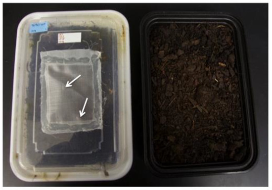 An Optimized Small-Scale Rearing System to Support Embryonic ...