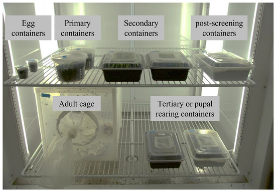 An Optimized Small-Scale Rearing System to Support Embryonic ...
