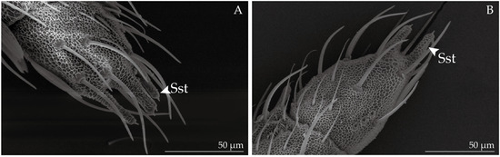 Ultrastructural and Descriptive Study on the Adult Body Surface of ...