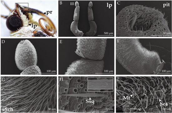 Ultrastructural and Descriptive Study on the Adult Body Surface of ...