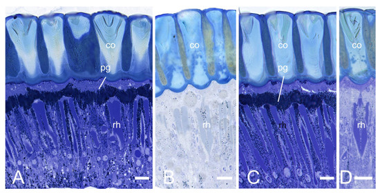 Comparison of Fine Structure of the Compound Eyes in Eucryptorrhynchus ...