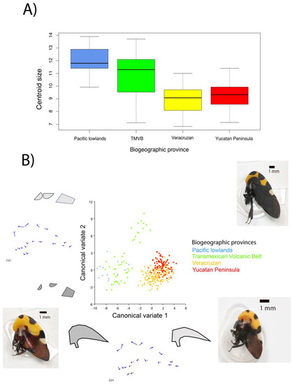 Helmet Shape and Phylogeography of the Treehopper Membracis mexicana