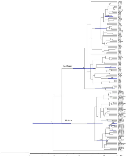 Helmet Shape and Phylogeography of the Treehopper Membracis mexicana