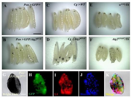 Atg2 Regulates Cellular and Humoral Immunity in Drosophila
