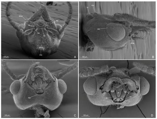 A Fine Morphological Study of the Rare Anillidris bruchi Santschi ...