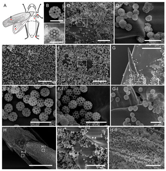 Insights into Brochosome Distribution, Synthesis, and Novel Rapid ...