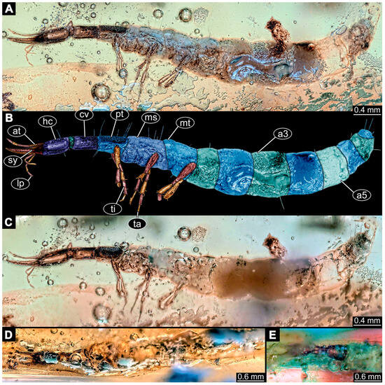 The Morphological Diversity of Dragon Lacewing Larvae (Nevrorthidae ...