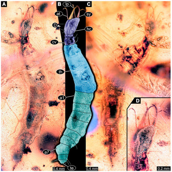 The Morphological Diversity of Dragon Lacewing Larvae (Nevrorthidae ...