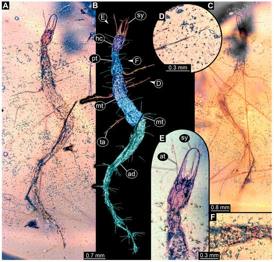 The Morphological Diversity of Dragon Lacewing Larvae (Nevrorthidae ...