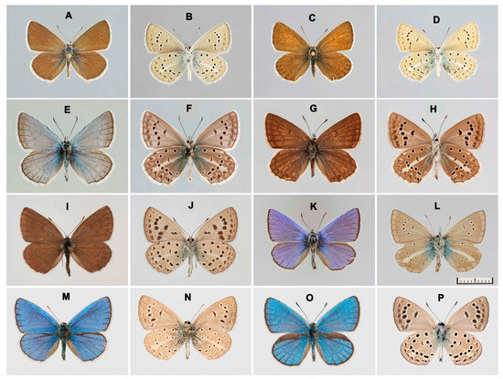 Insects | Free Full-Text | Phylogenetic Structure Revealed through ...