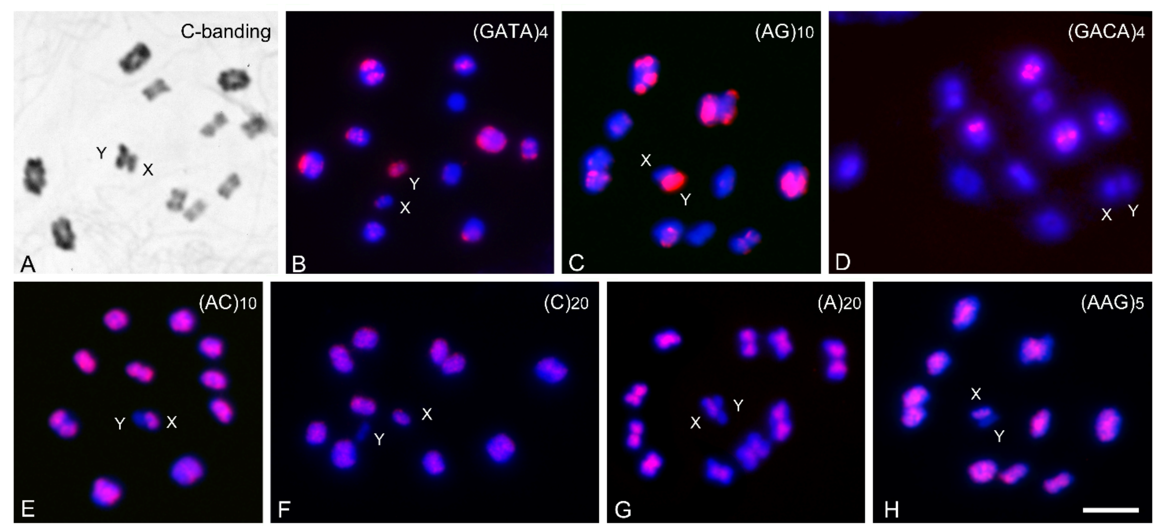 Differential Spreading of Microsatellites in Holocentric Chromosomes of ...