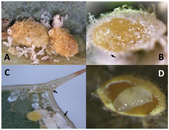 Prospects for Biological Control of Macadamia Felted Coccid in Hawaii ...