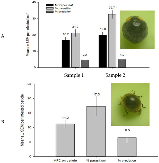 Prospects for Biological Control of Macadamia Felted Coccid in Hawaii ...