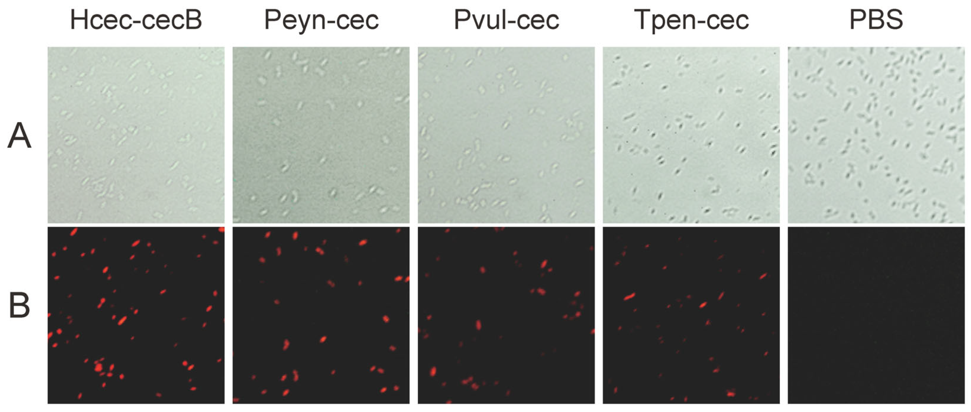 Screening and Functional Analyses of Novel Cecropins from Insect ...