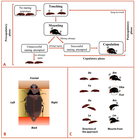 Lateralized Movements during the Mating Behavior, Which Are Associated ...