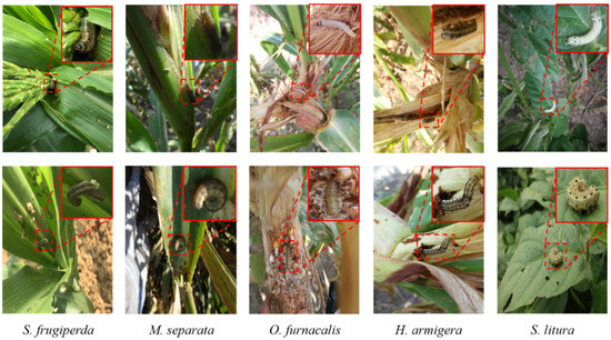 Insects | Free Full-Text | Feature Refinement Method Based on the Two-Stage Detection Framework ...