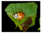 Insects | Free Full-Text | Feature Refinement Method Based on the Two-Stage Detection Framework ...