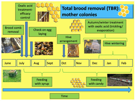 Biotechnical Control of Varroa in Honey Bee Colonies: A Trade-Off ...
