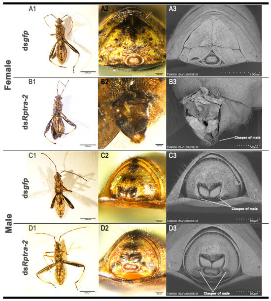 The Roles of transformer-2 (tra-2) in the Sex Determination and ...