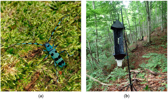 Identification of a Male-Produced Aggregation Sex Pheromone in Rosalia ...