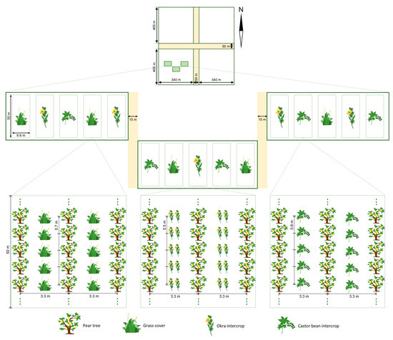 Intercropping Okra and Castor Bean Reduces Recruitment of Oriental ...