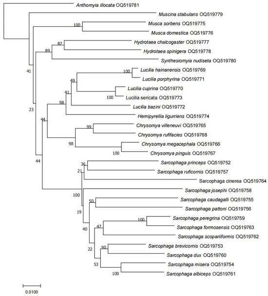 Geographical Distribution and Multimethod Species Identification of ...